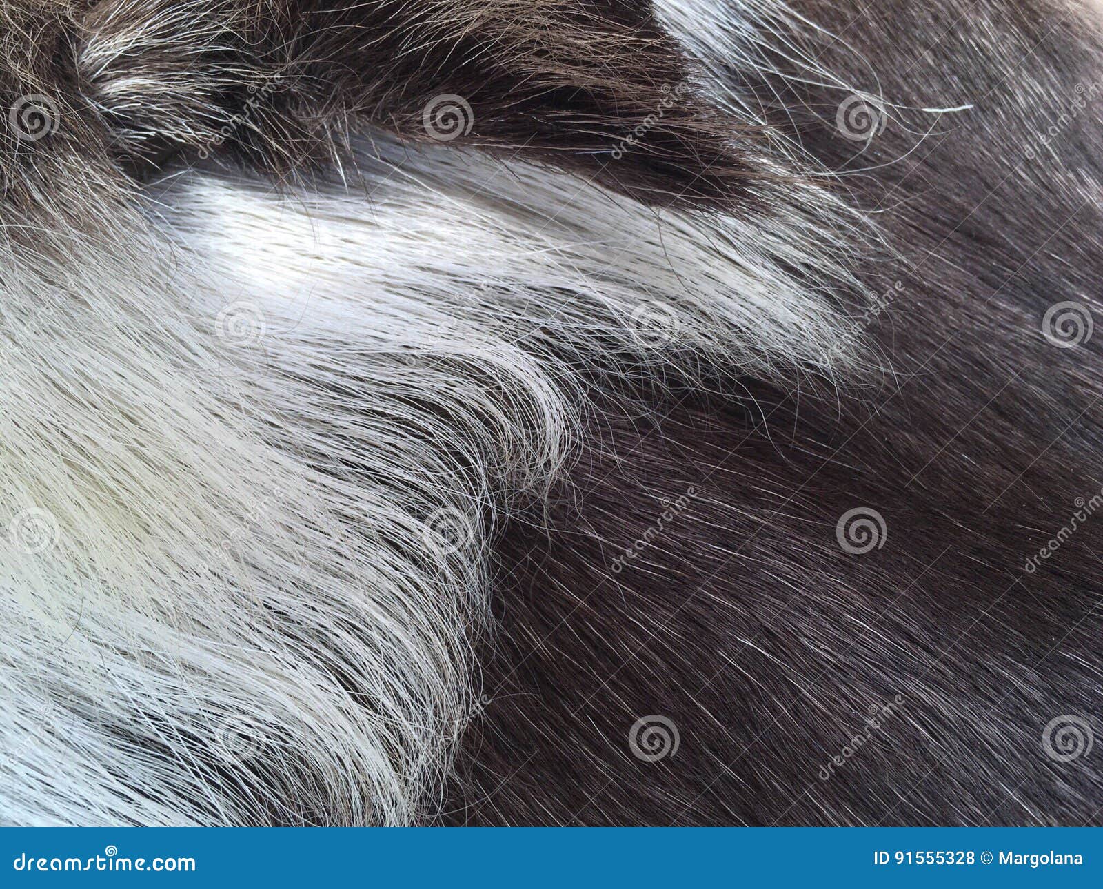 Deer Abstract Texture or Background Fur Stock Photo - Image of detail ...