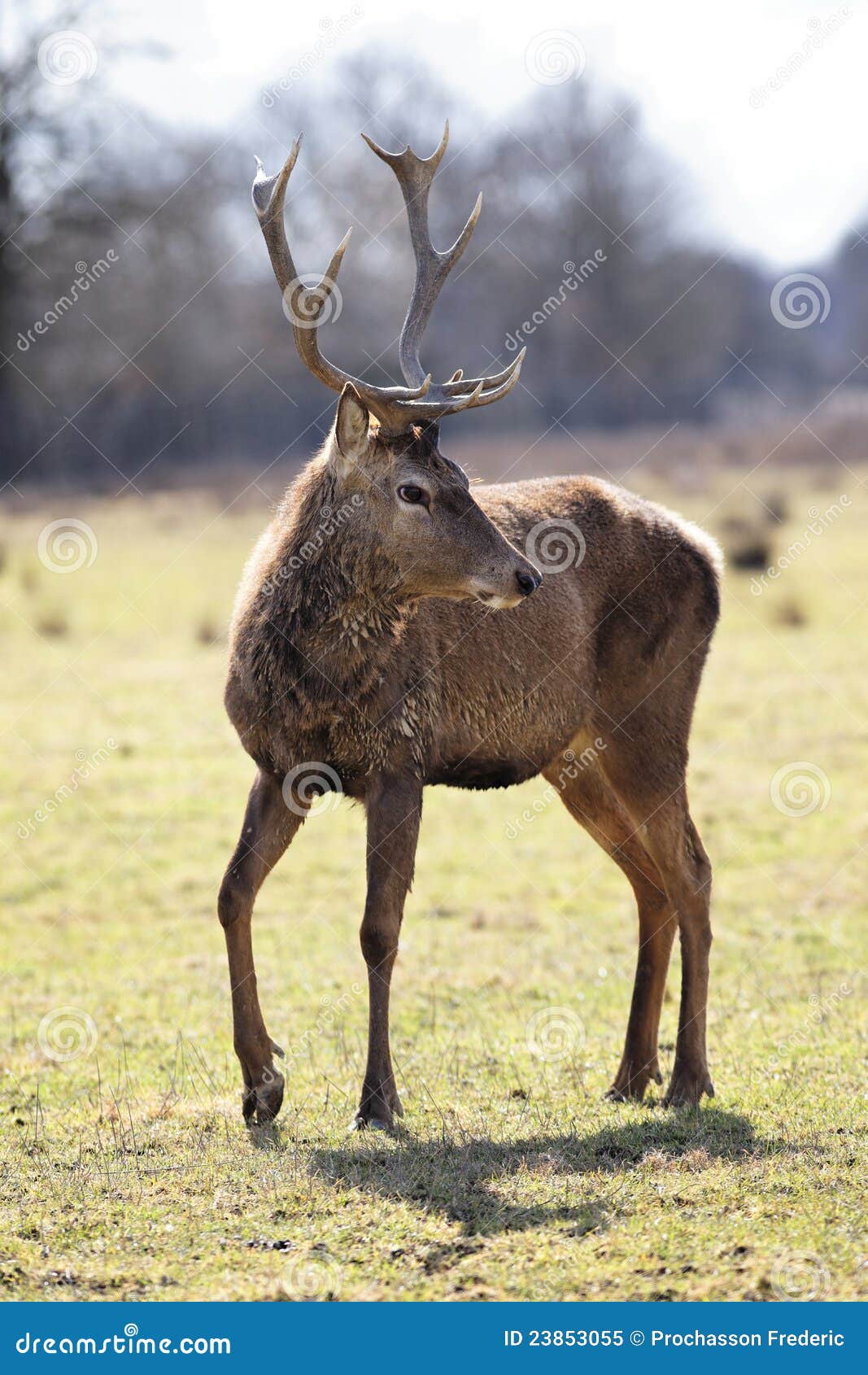 Deer in alert stock image. Image of stag, coat, deer - 23853055