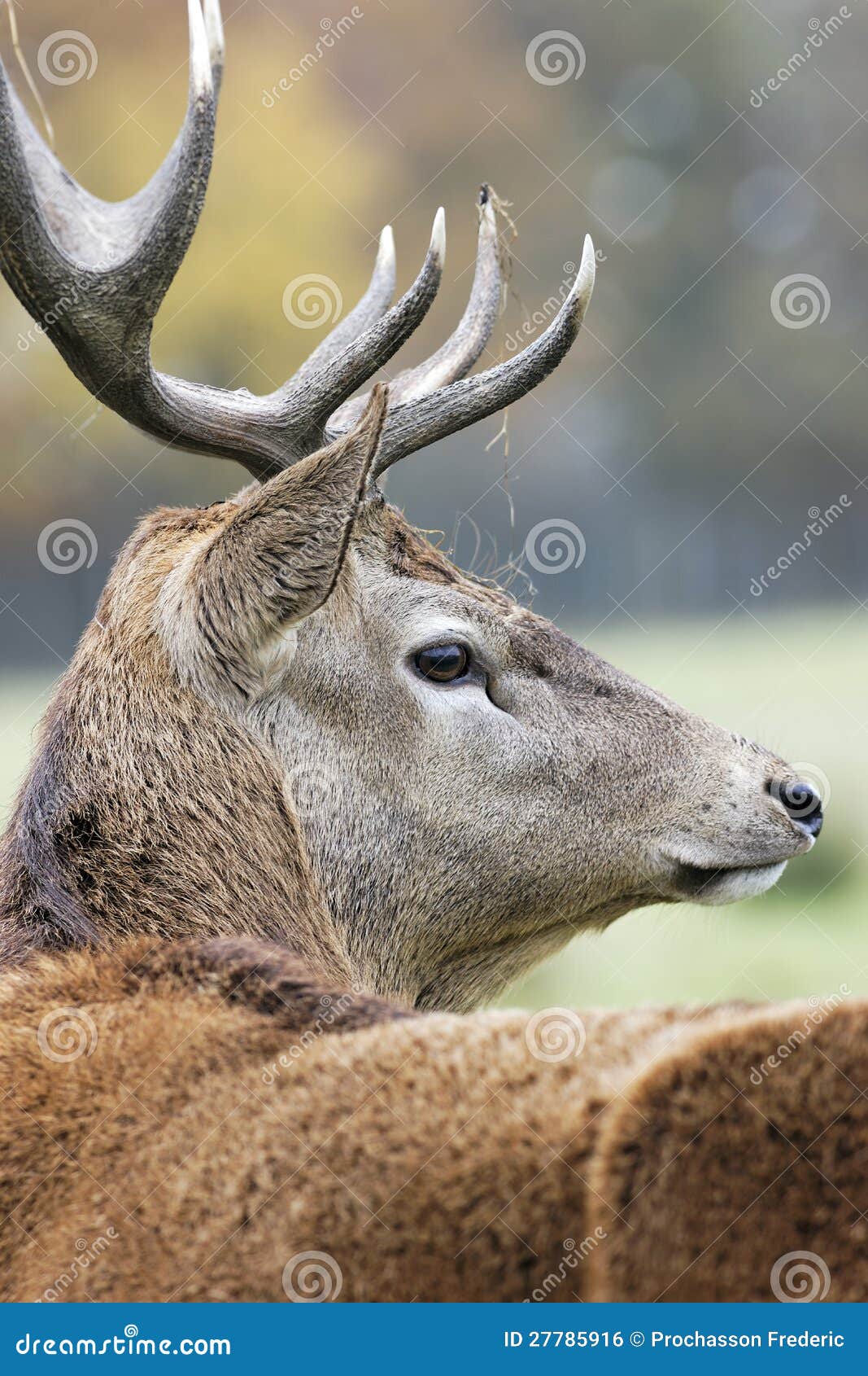 Deer in alert stock photo. Image of grass, seasonal, deer - 27785916
