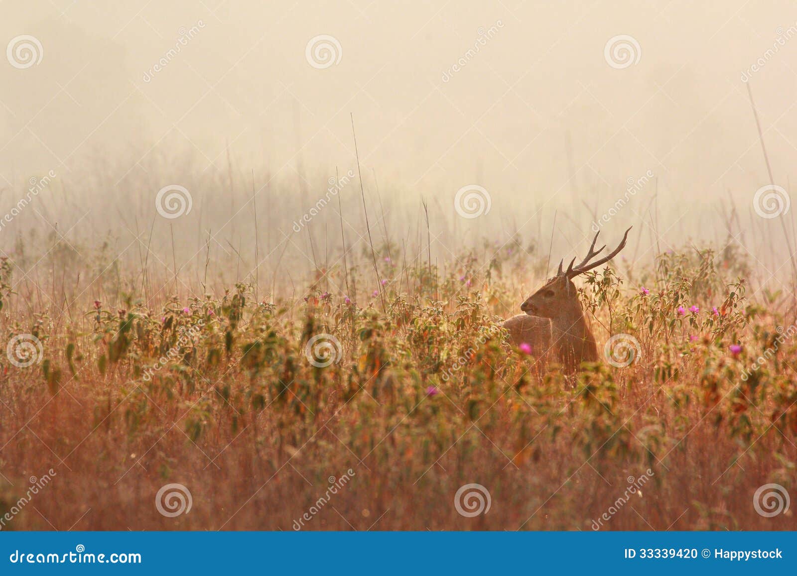 Deer alert stock photo. Image of tree, morning, beauty - 33339420