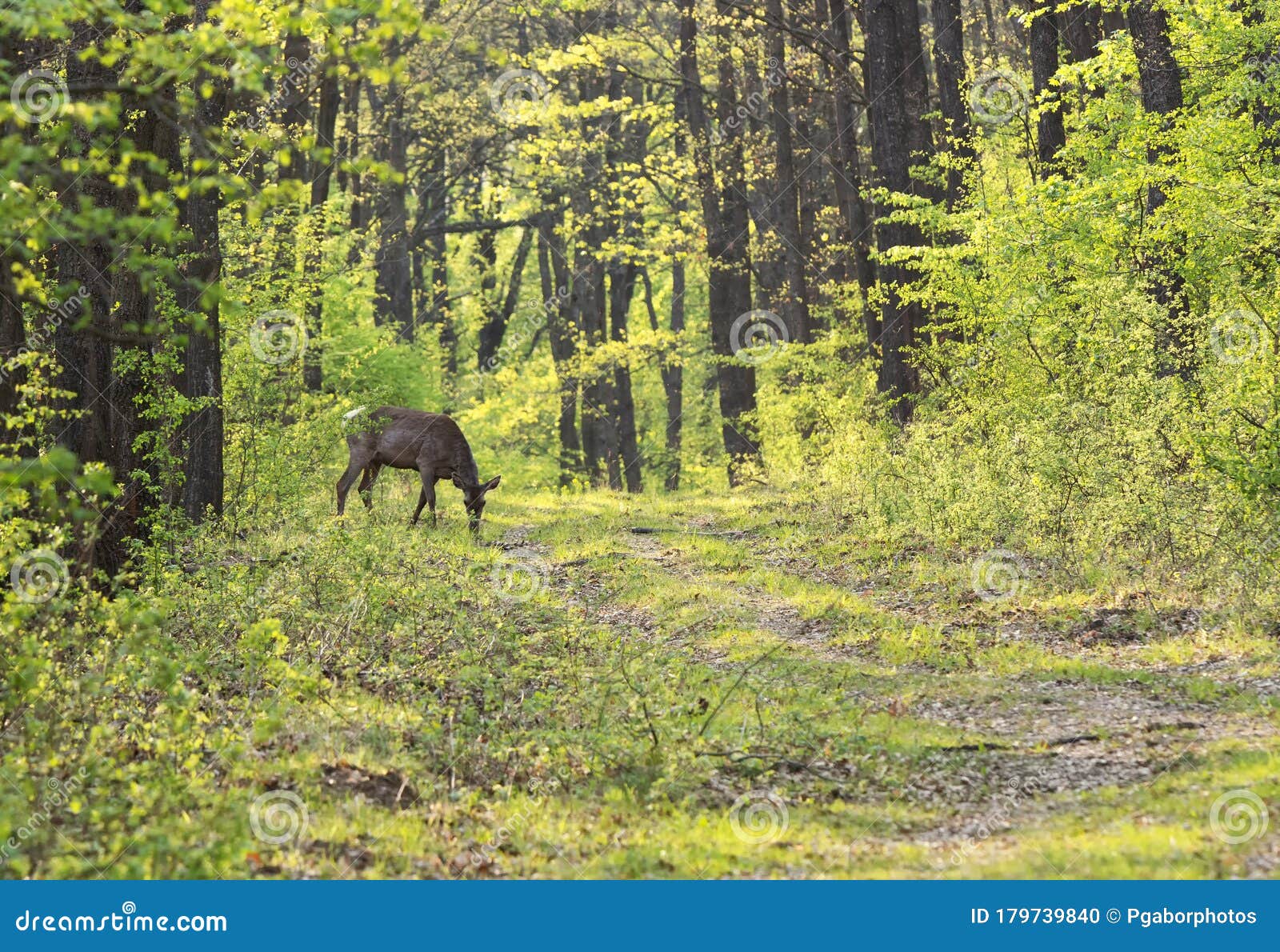 Deer in spring forest stock photo. Image of animal, spring - 179739840