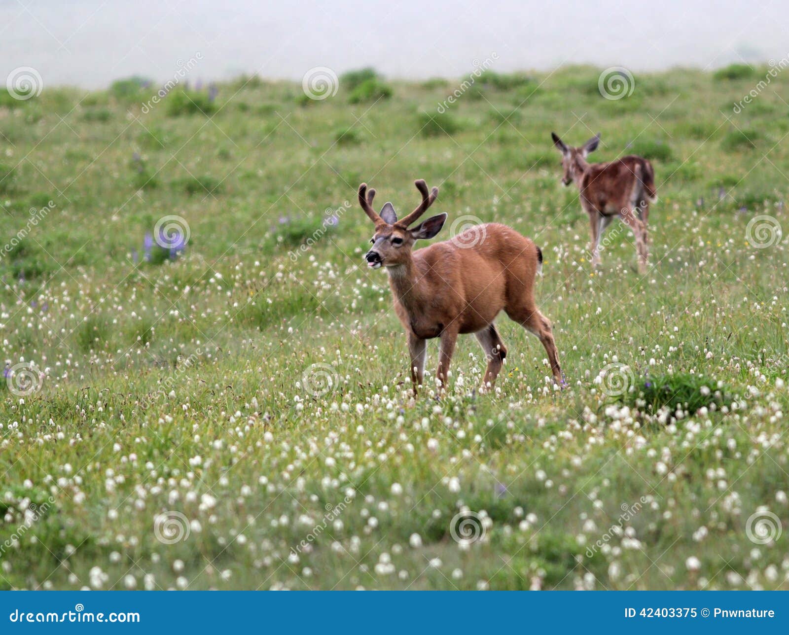 Deer in an Alpine Meadow stock image. Image of grass - 42403375