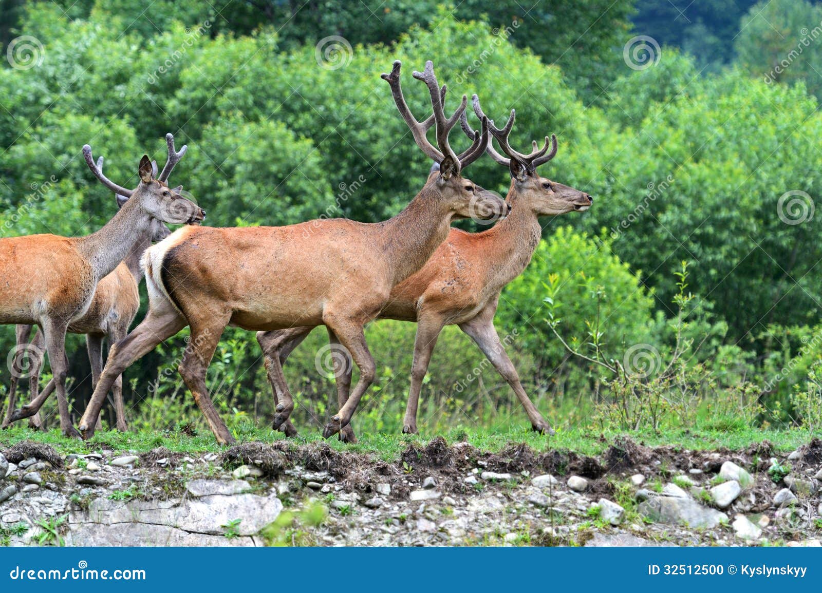 Deer Altai stock photo. Image of wildlife, animals, habitat - 32512500