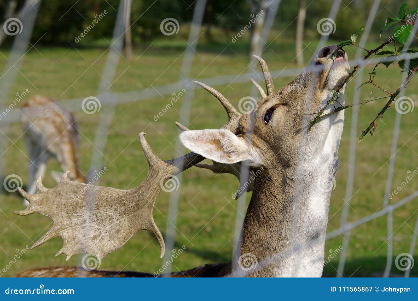 Deer Animal Eating Leafs from a Tree Stock Image - Image of animal ...