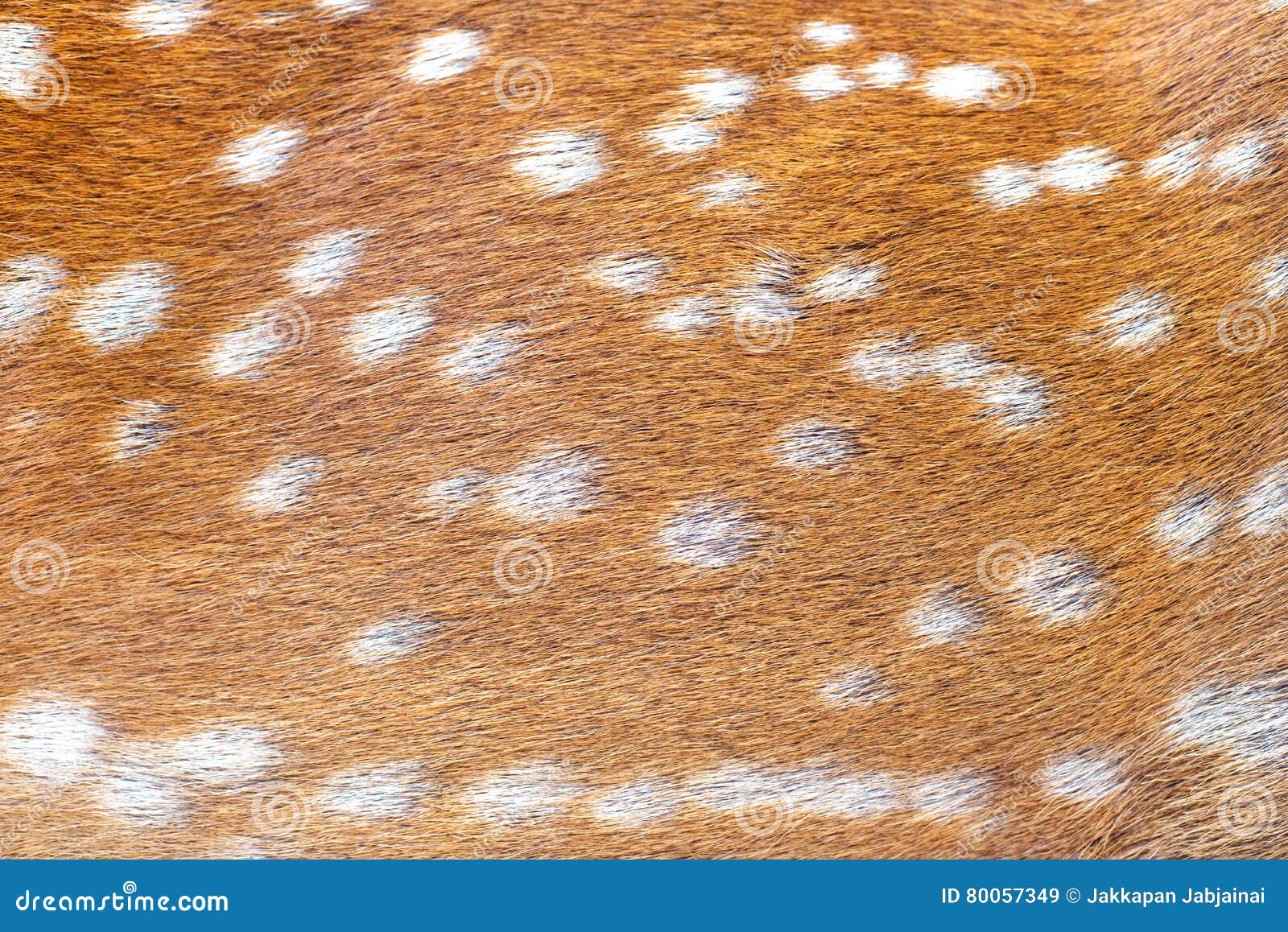 Deer Animal Skin Texture Royalty-Free Stock Photo | CartoonDealer.com ...