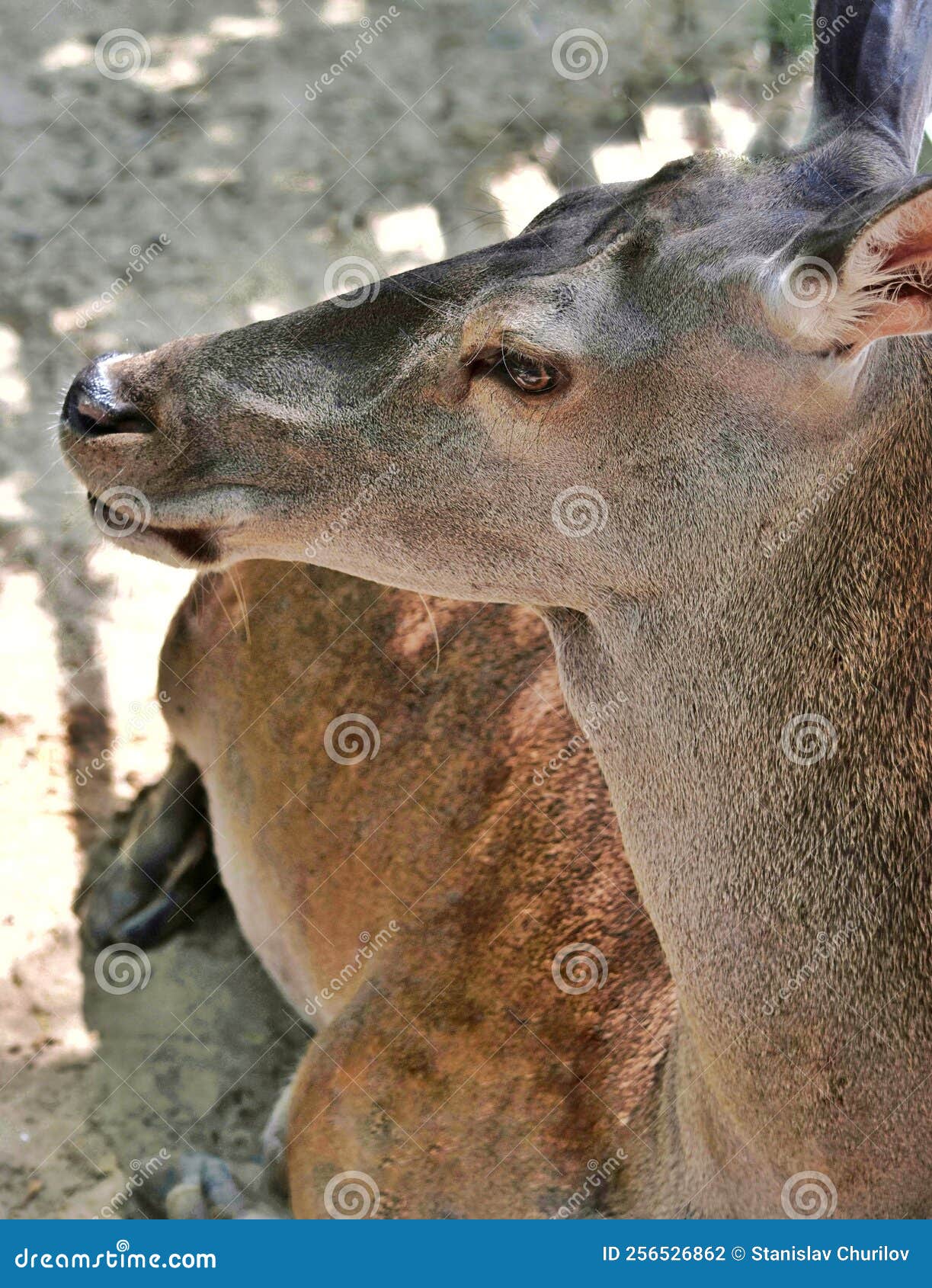 Deer animal wild summer stock photo. Image of summ, summer - 256526862