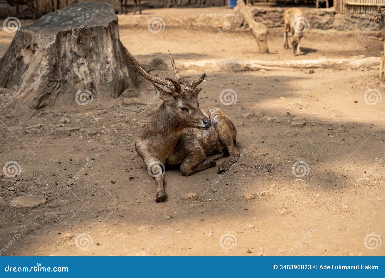 Deer Animals at Bandung Zoo Stock Image - Image of mammal, earth: 348396823