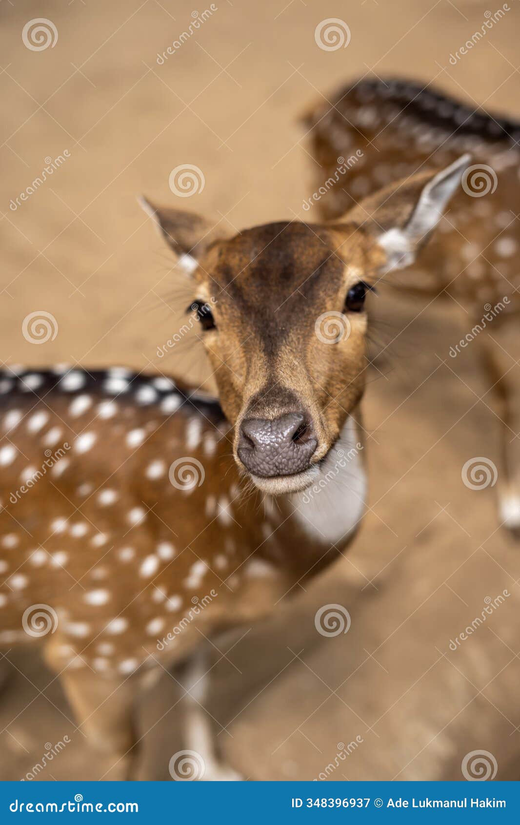 Deer Animals at Bandung Zoo Stock Image - Image of copy, beauty: 348396937