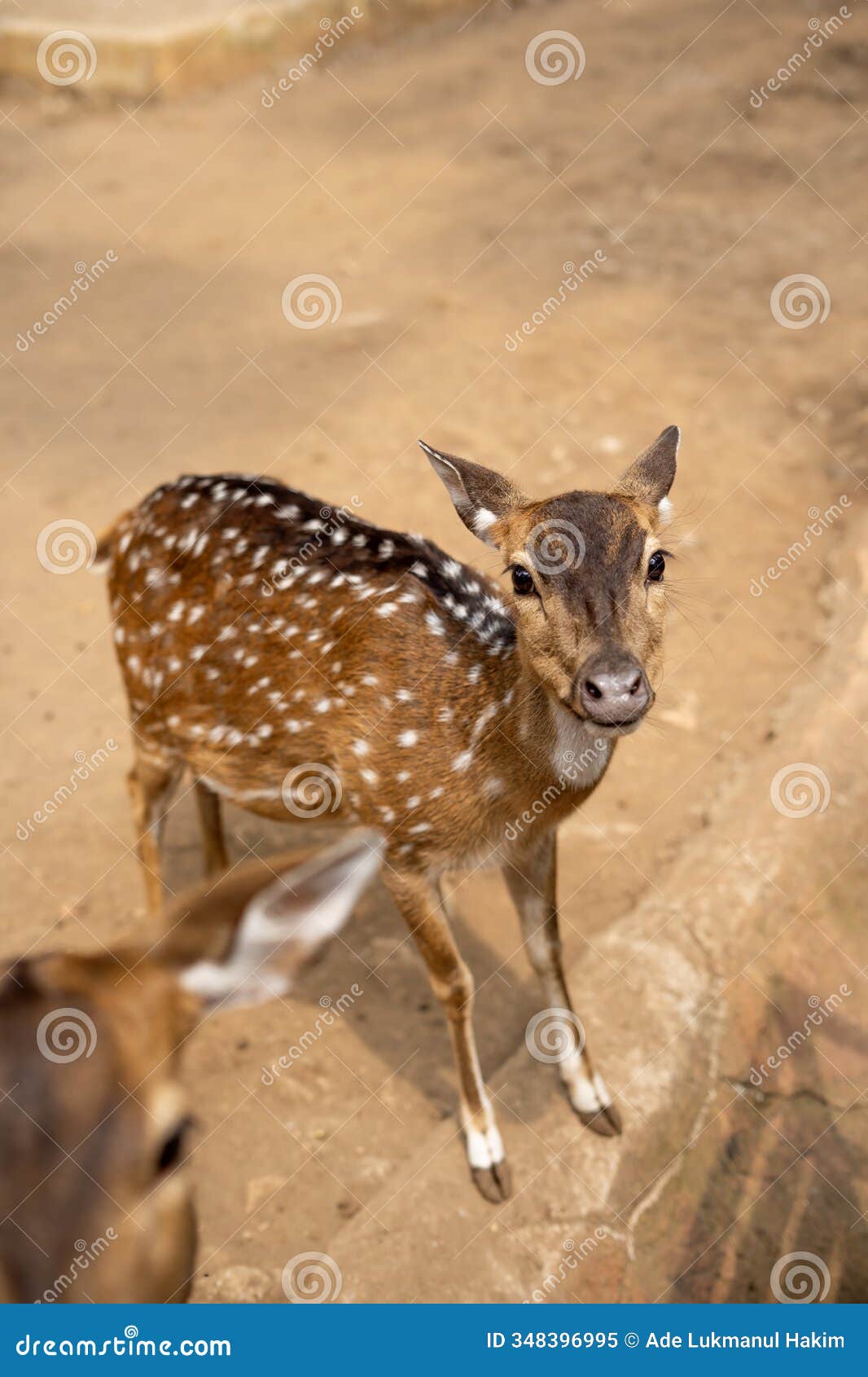 Deer Animals at Bandung Zoo Stock Image - Image of copy, deer: 348396995
