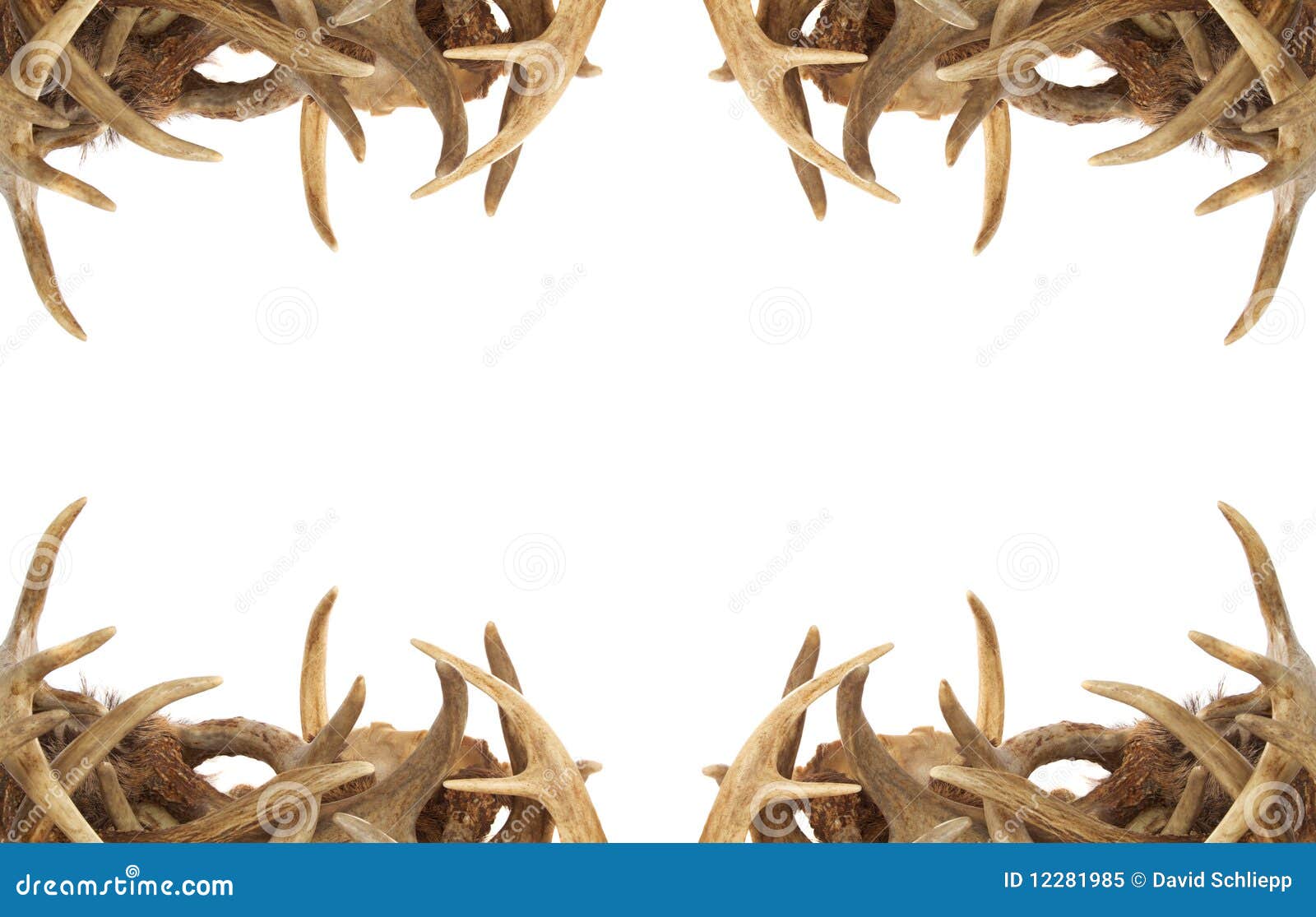 Deer Antler Border stock image. Image of buck, snout - 12281985