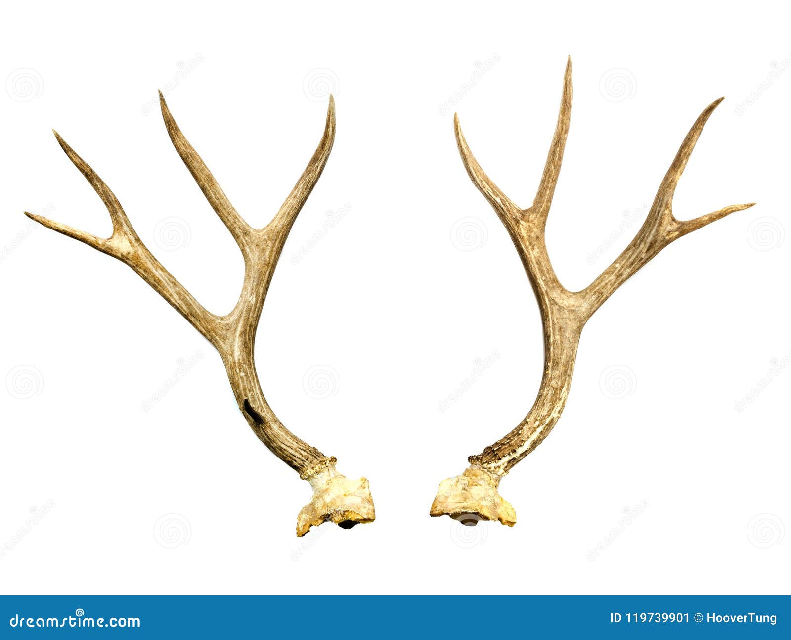 Deer antler Isolated stock image. Image of decoration - 119739901