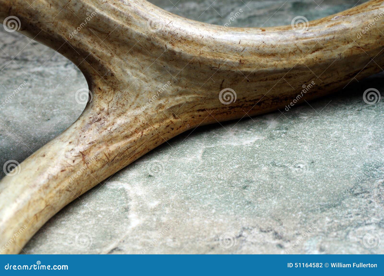 Deer Antler Macro stock photo. Image of horns, macro - 51164582