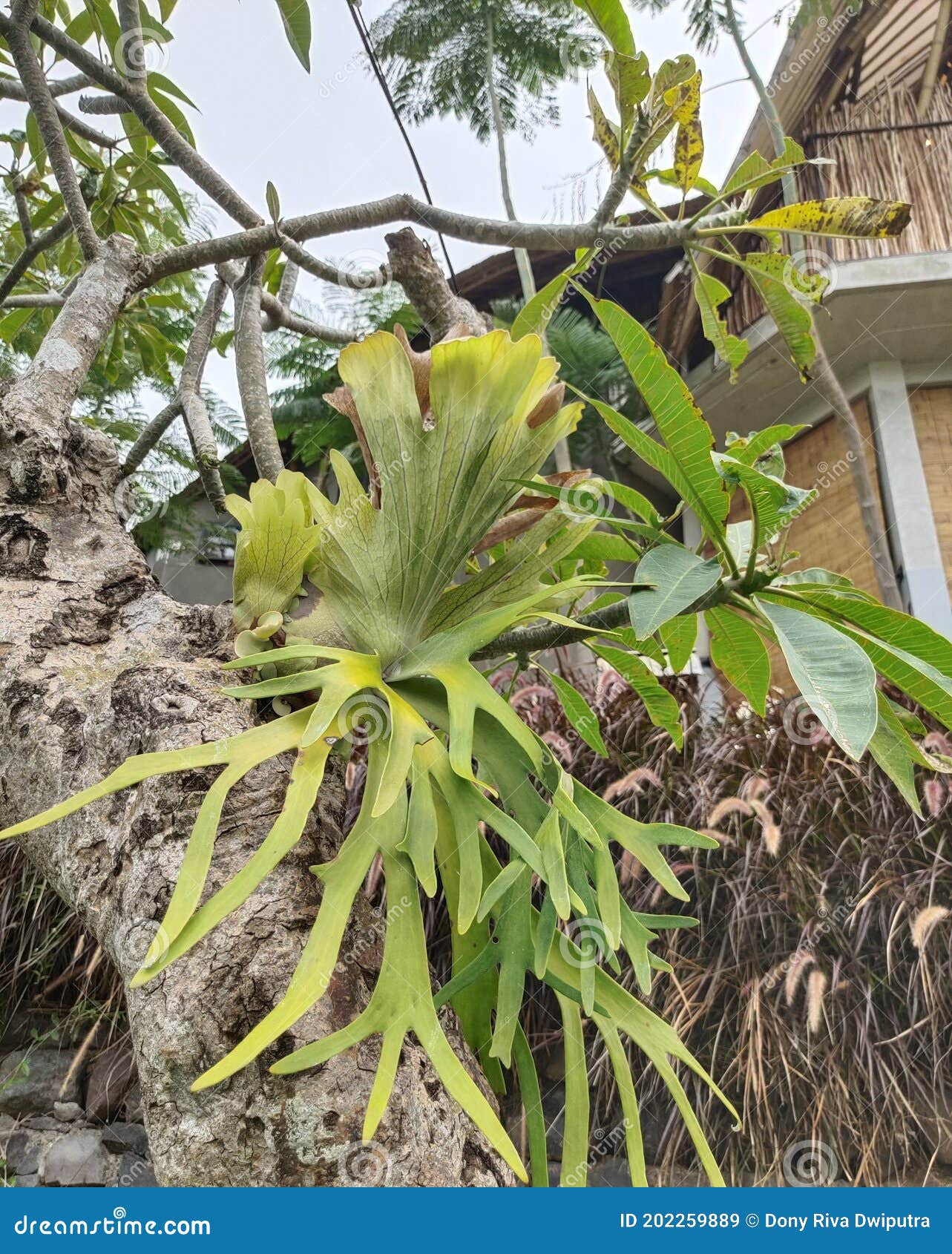 Deer Antler Plant Attached To a Cambodian Tree Stock Image - Image of ...