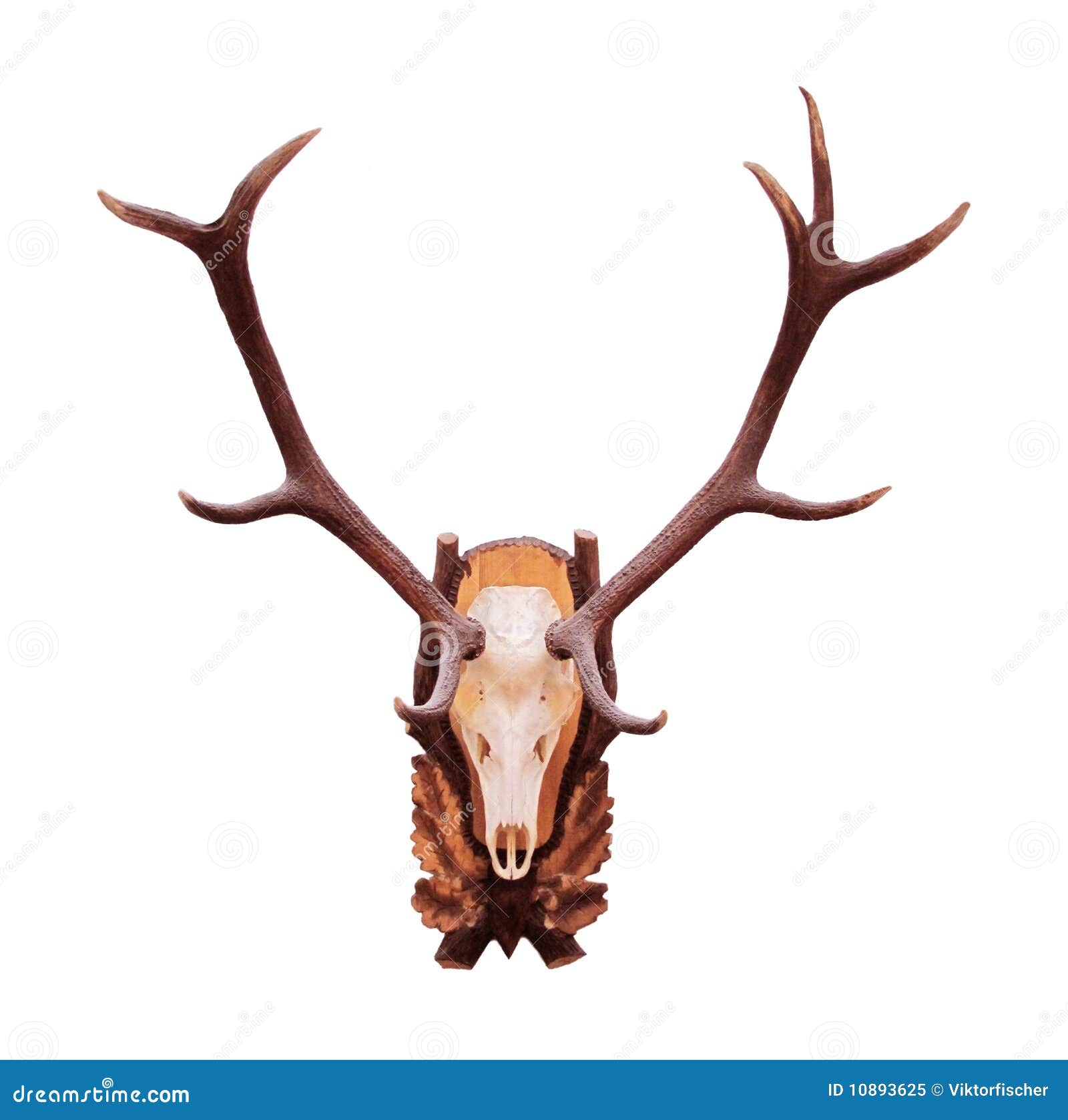 Deer antlers stock image. Image of deer, animal, head - 10893625
