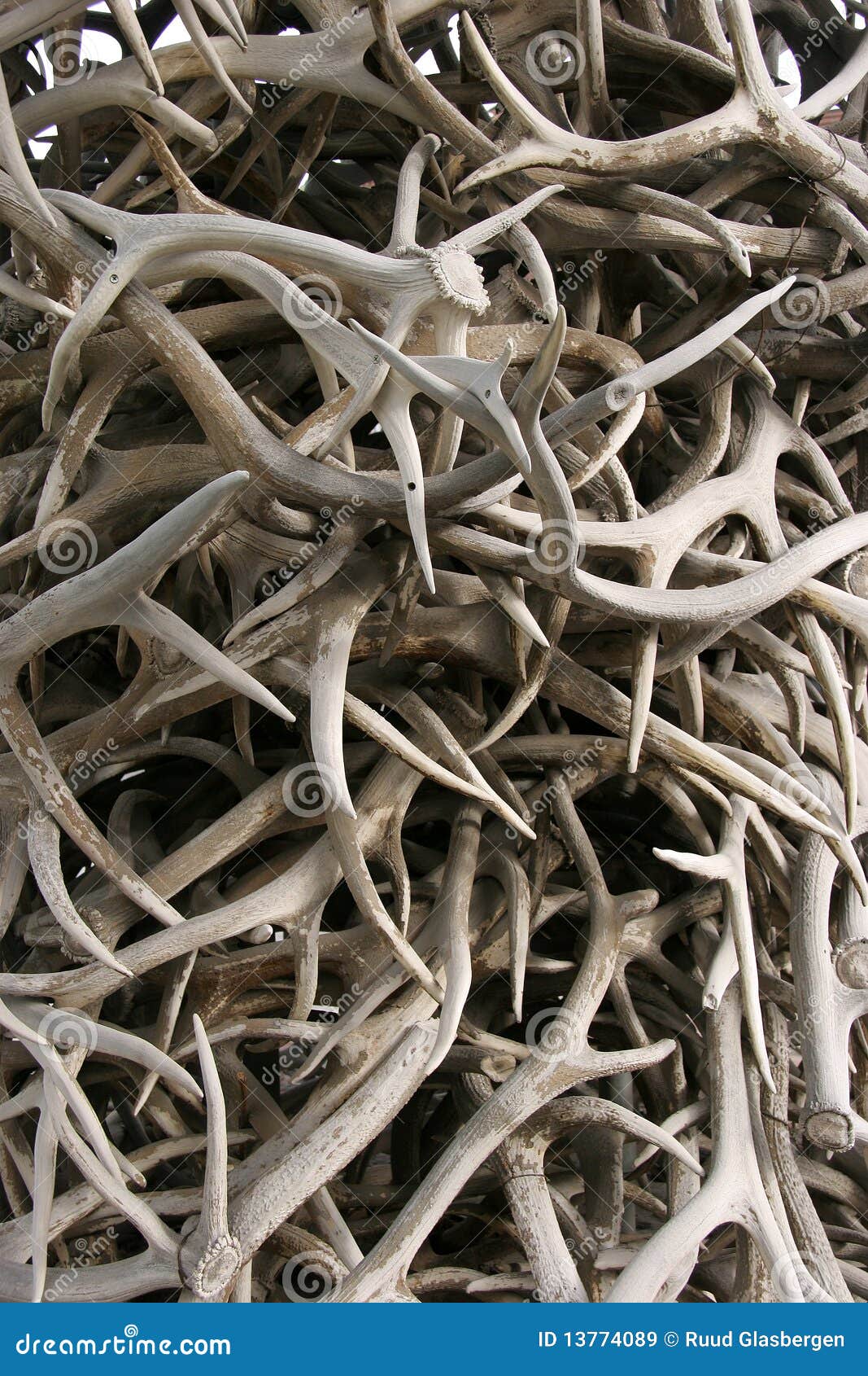 Deer antlers stock image. Image of deer, spikes, wilderness - 13774089