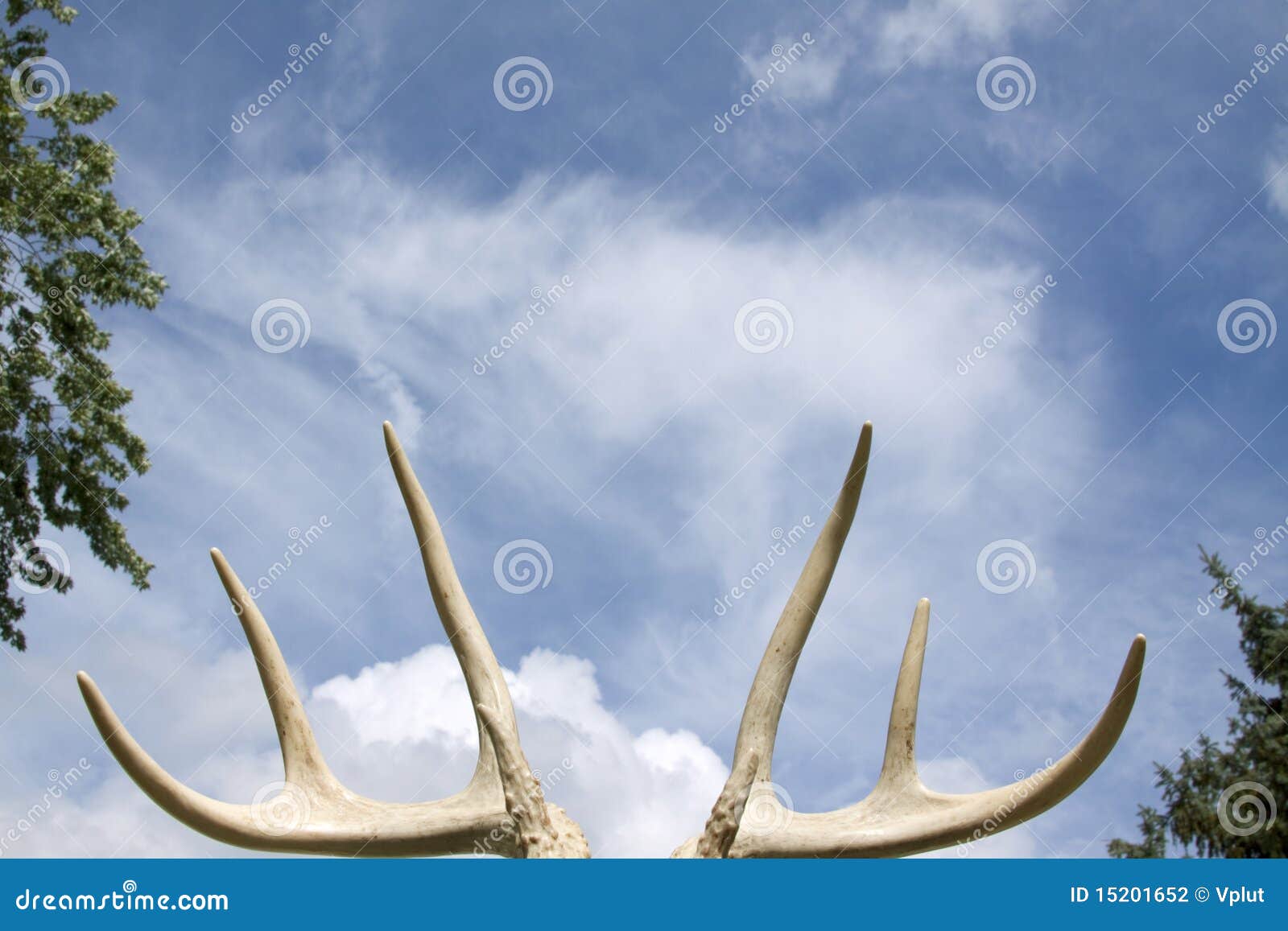 Deer Antlers stock photo. Image of wild, cloudy, nature - 15201652