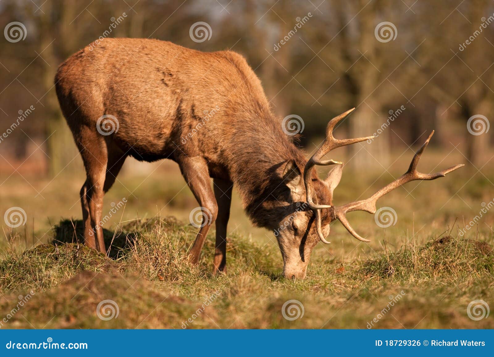 Deer with Antlers stock photo. Image of deer, standing - 18729326