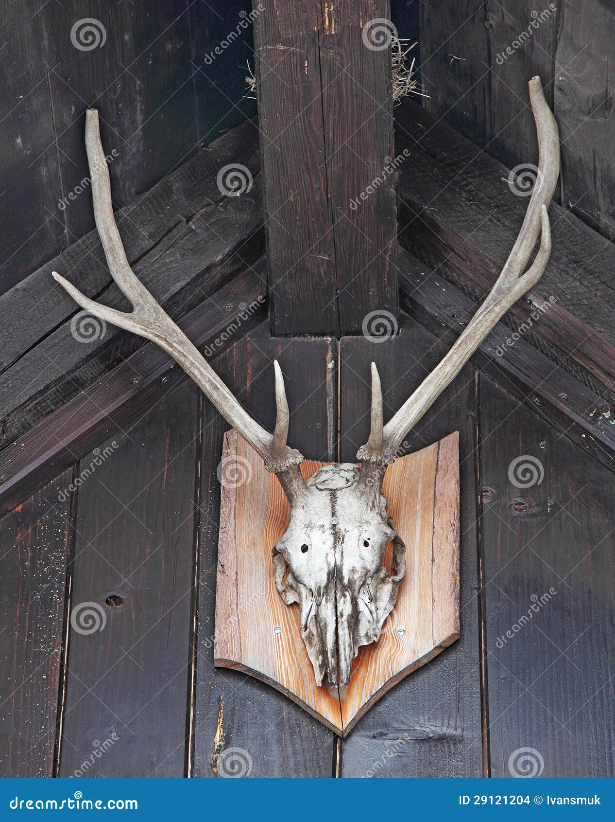 Deer antlers stock photo. Image of rack, beautiful, path - 29121204