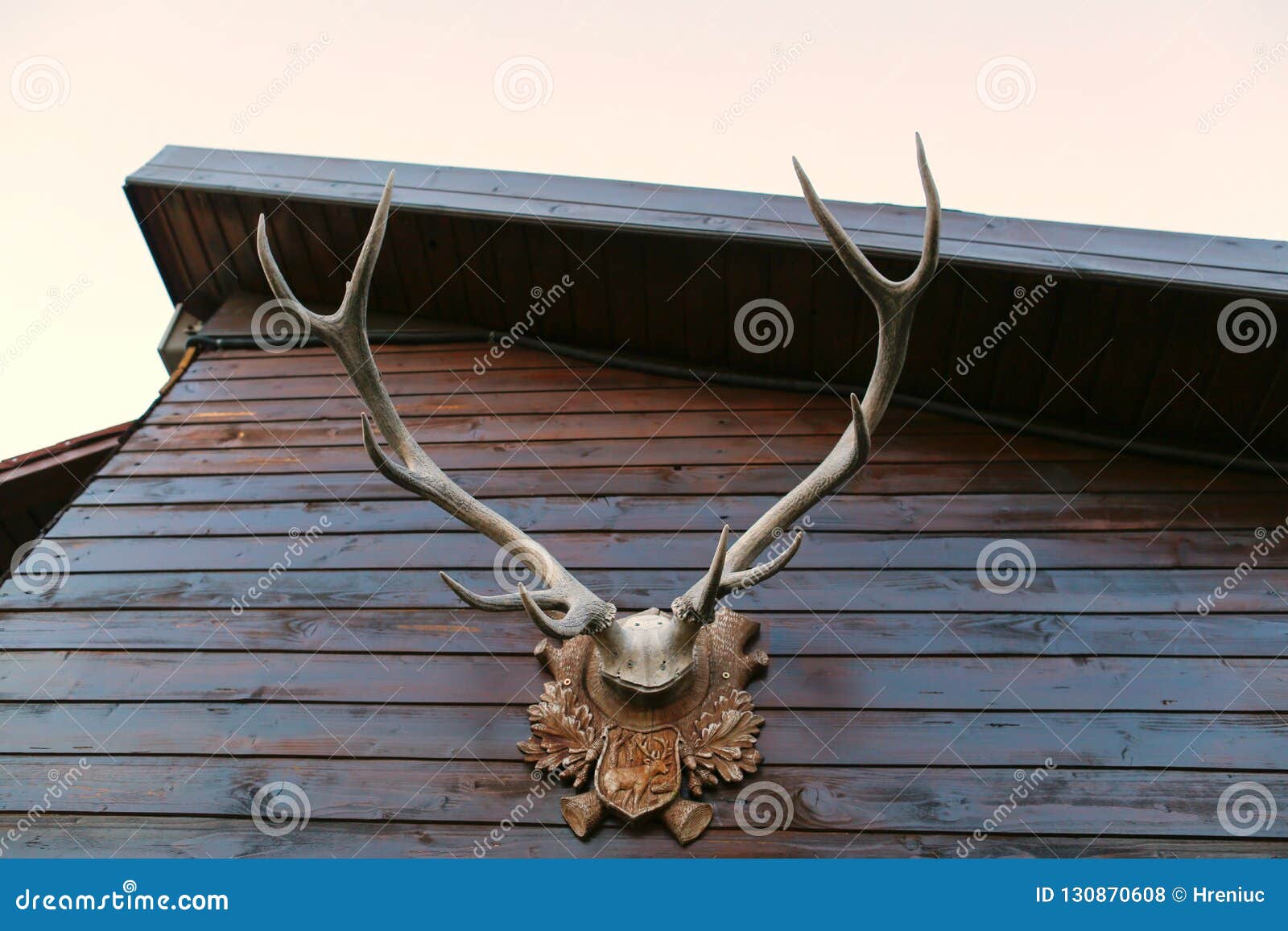 Deer Antlers Hanging on Wall Stock Photo - Image of antlers, nature ...