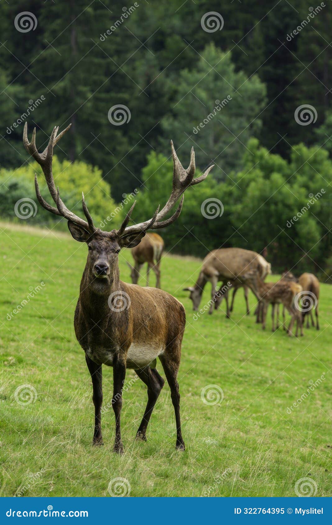 Deer with Antlers and a Herd of Doe Stock Image - Image of herd ...