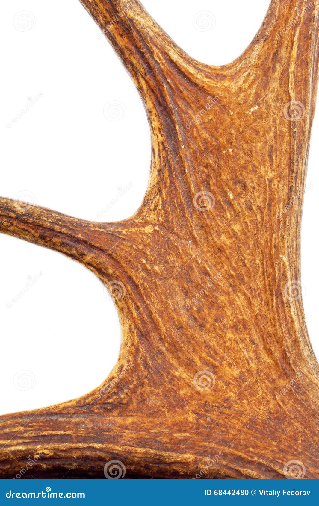 Deer Antlers Isolated on White Background Stock Photo - Image of ...