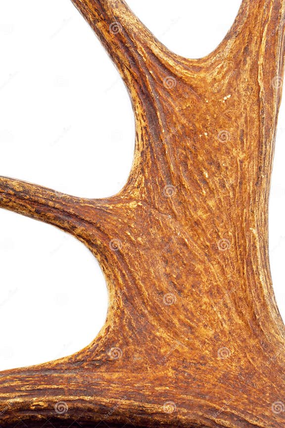 Deer Antlers Isolated on White Background Stock Photo - Image of ...