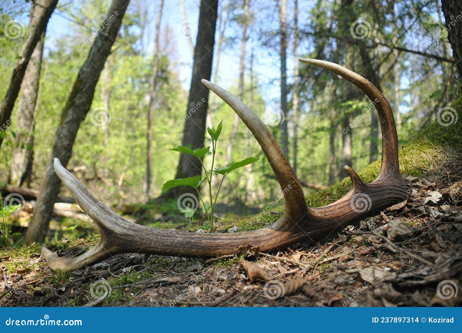 Deer Antlers Lost by a Bull Deep in the Forest. Sharp Shining ...