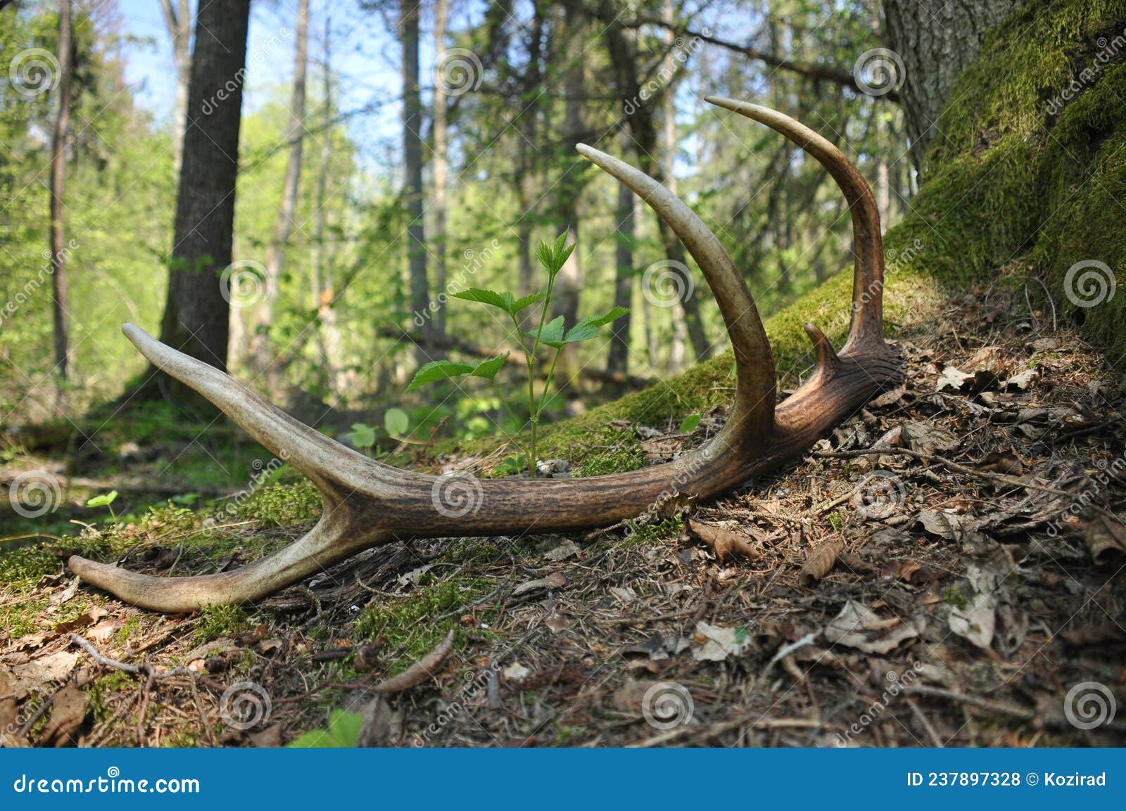 Deer Antlers Lost by a Bull Deep in the Forest. Sharp Shining ...