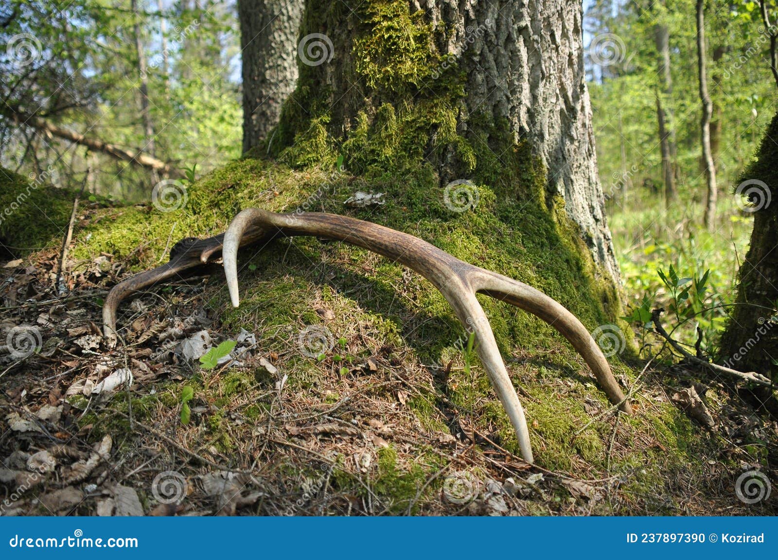 Deer Antlers Lost by a Bull Deep in the Forest. Sharp Shining ...