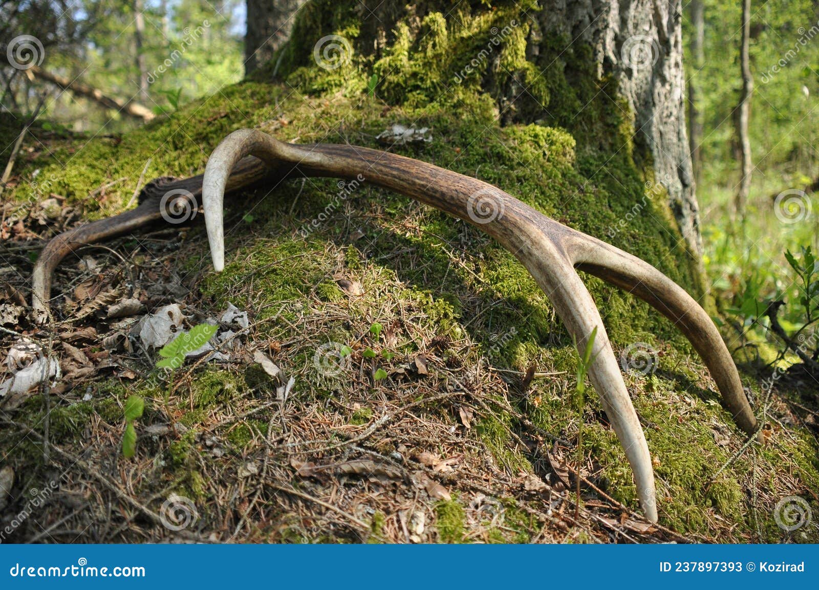 Deer Antlers Lost by a Bull Deep in the Forest. Sharp Shining ...