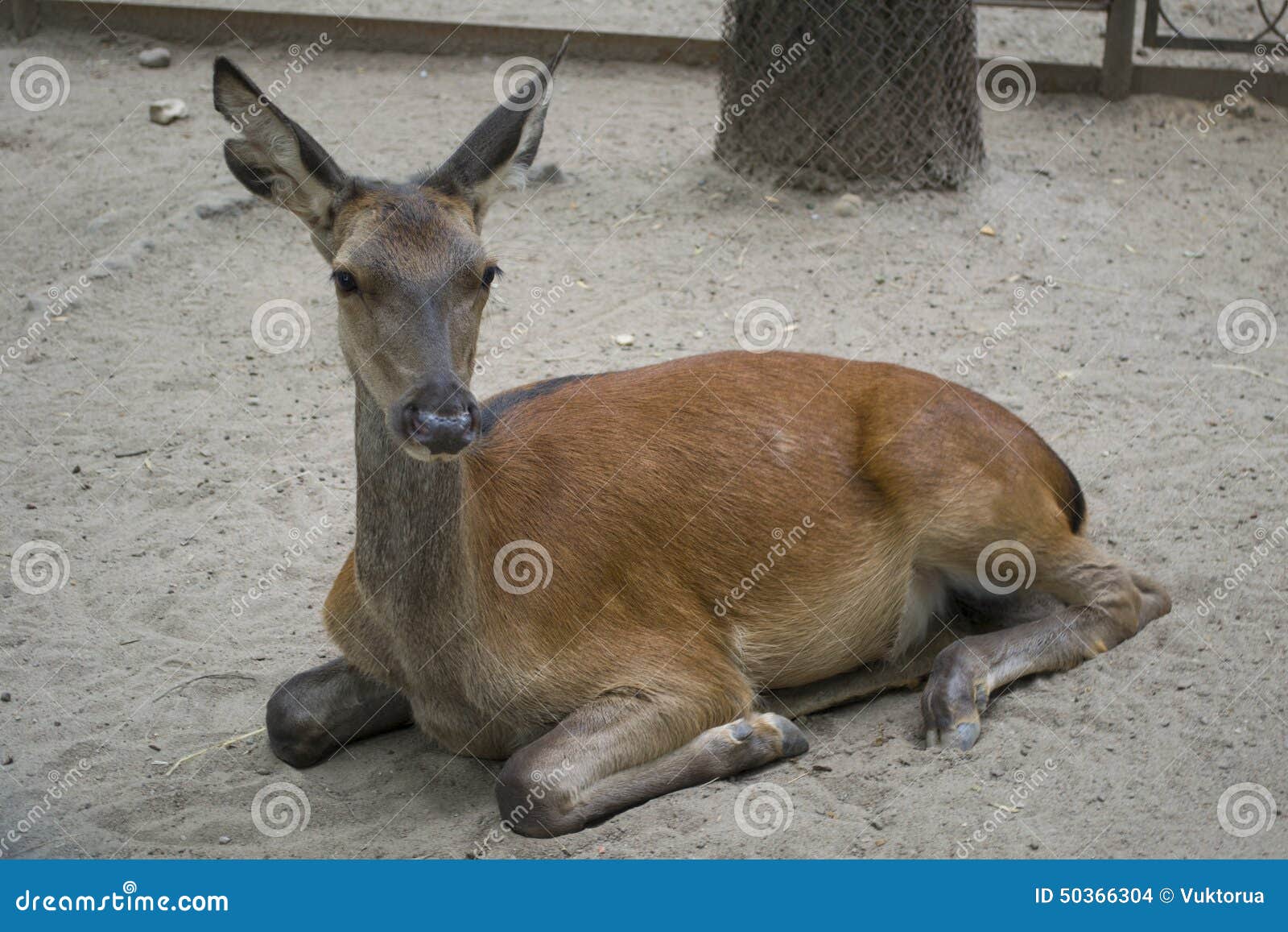Deer without antlers stock photo. Image of close, animals - 50366304