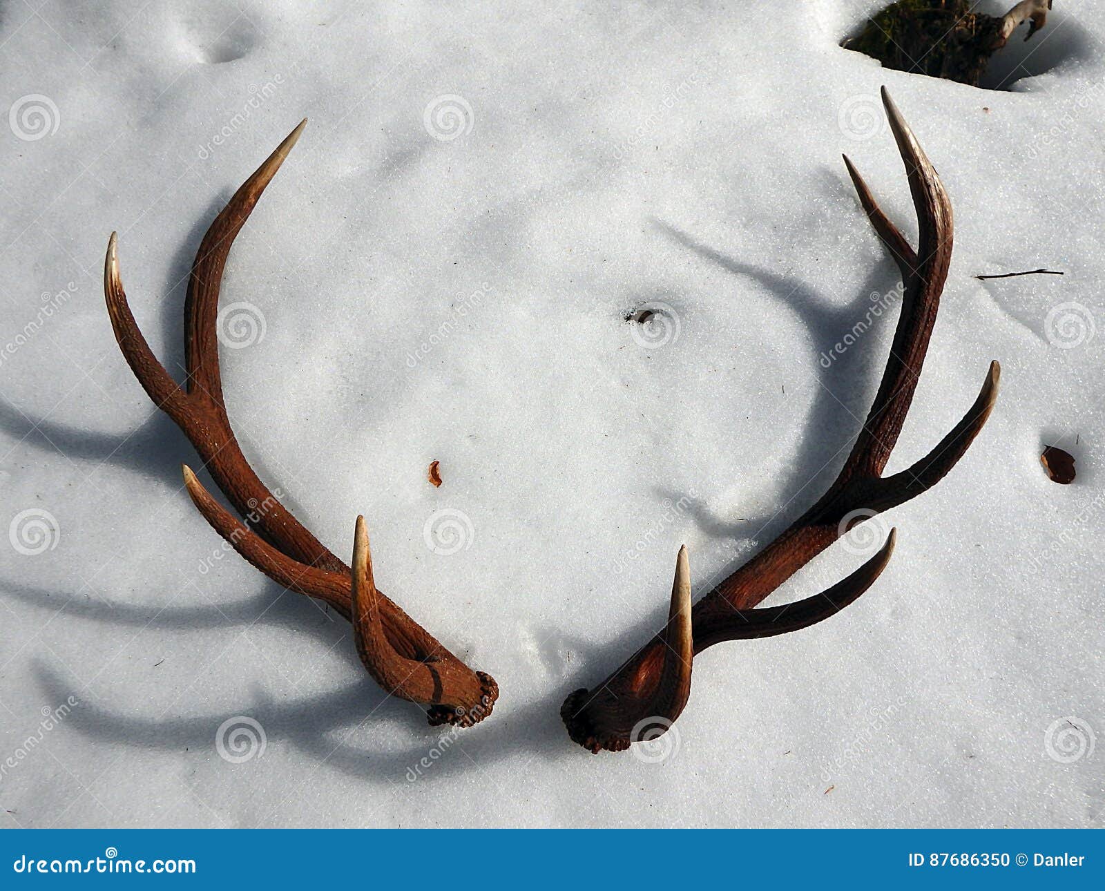 Deer antlers in the snow stock photo. Image of natural - 87686350