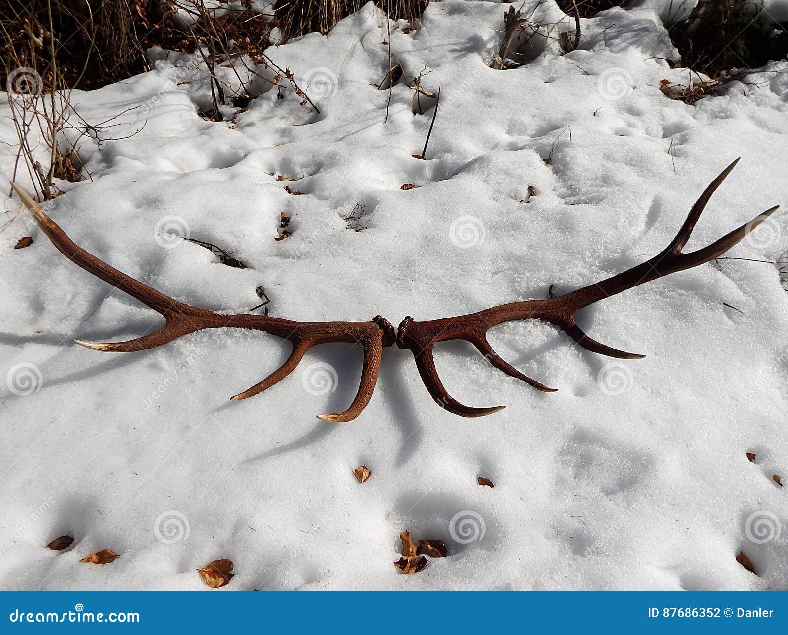 Deer antlers in the snow stock photo. Image of animal - 87686352