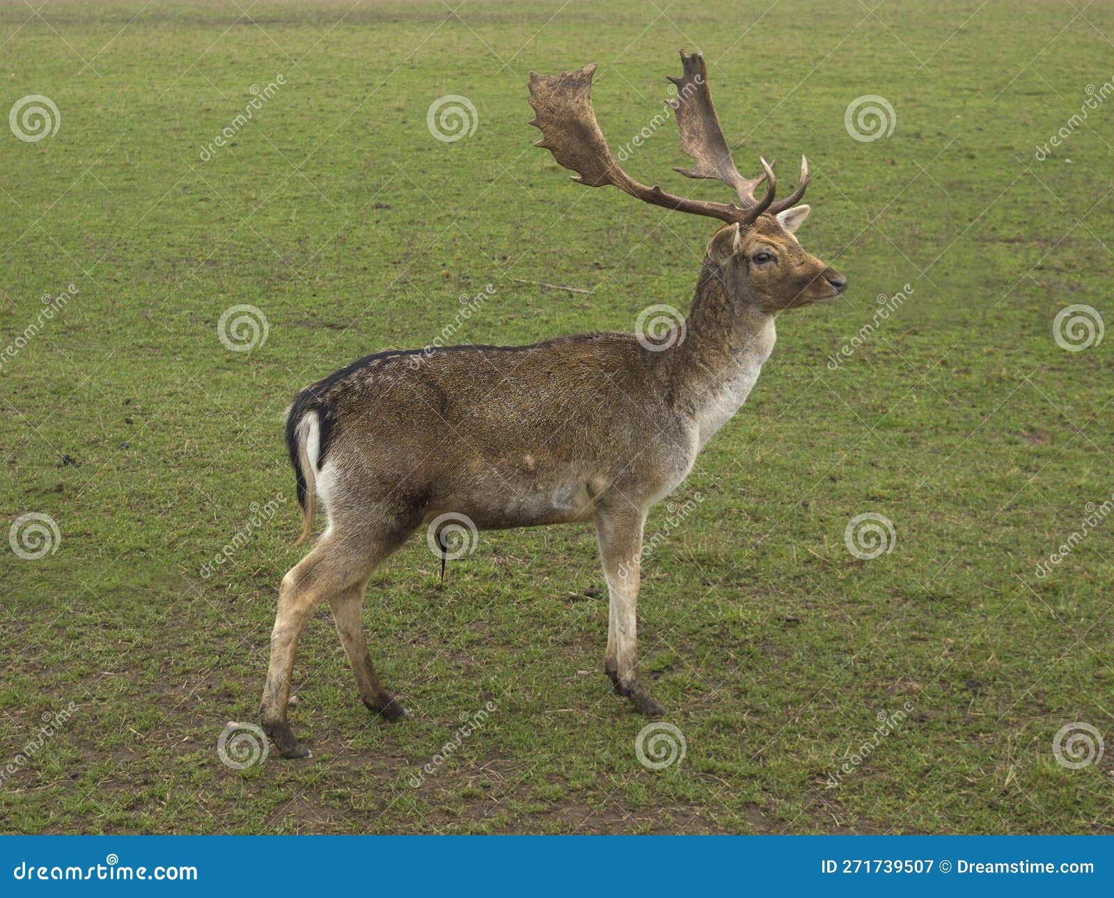 Deer with Antlers Walks Across the Field. Stock Image - Image of deer ...