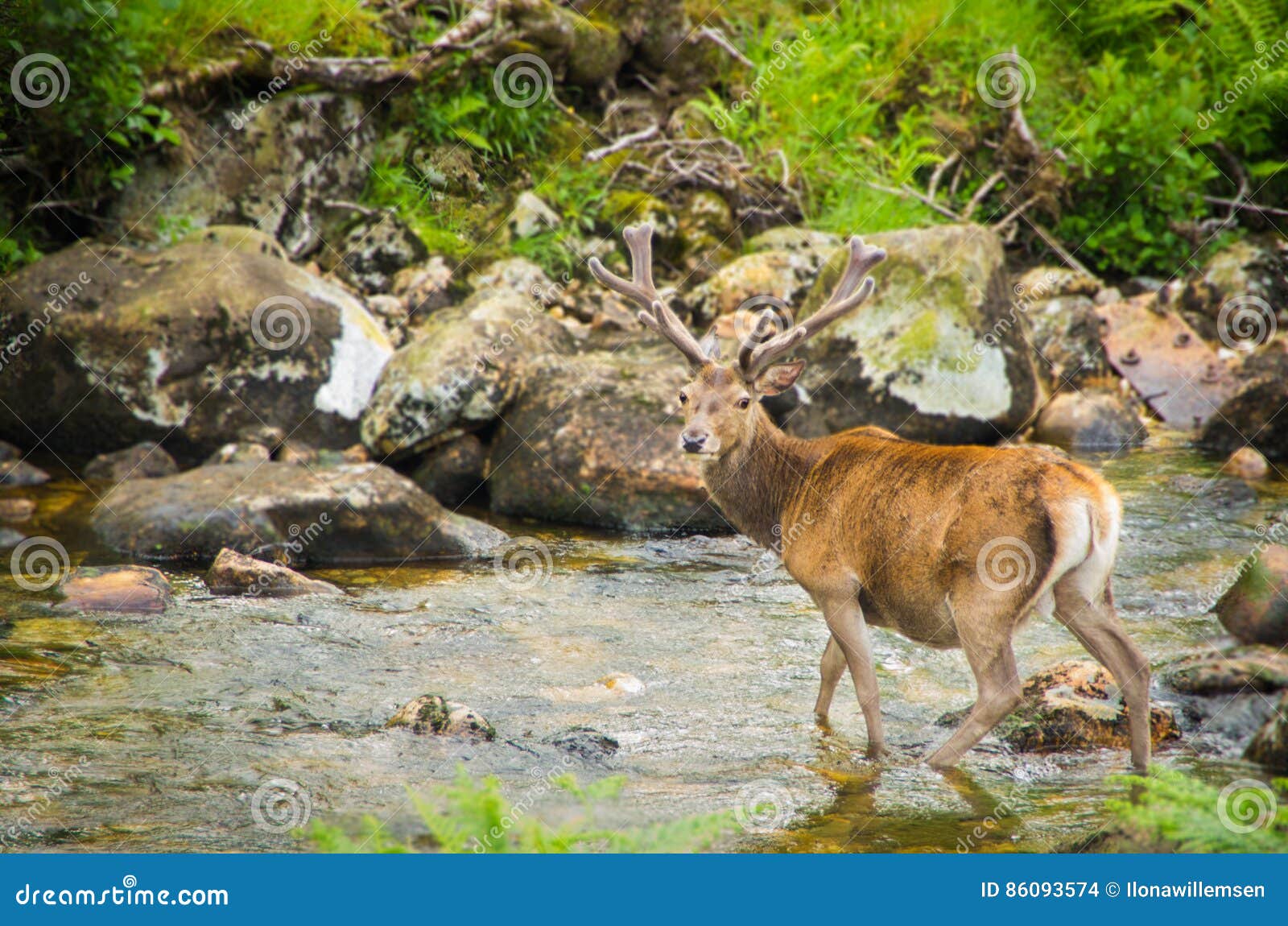 A Deer with Antlers Watching in a Stream in a Forest Stock Photo ...