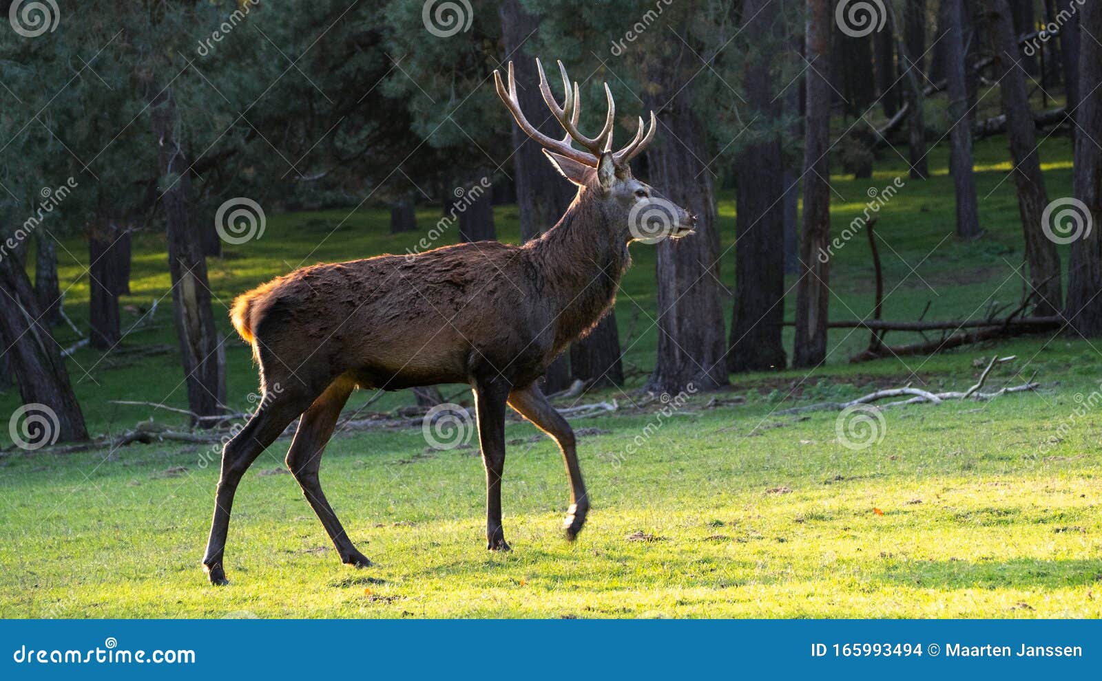 Deer Antlers Stock Photos - Download 32,558 Royalty Free Photos