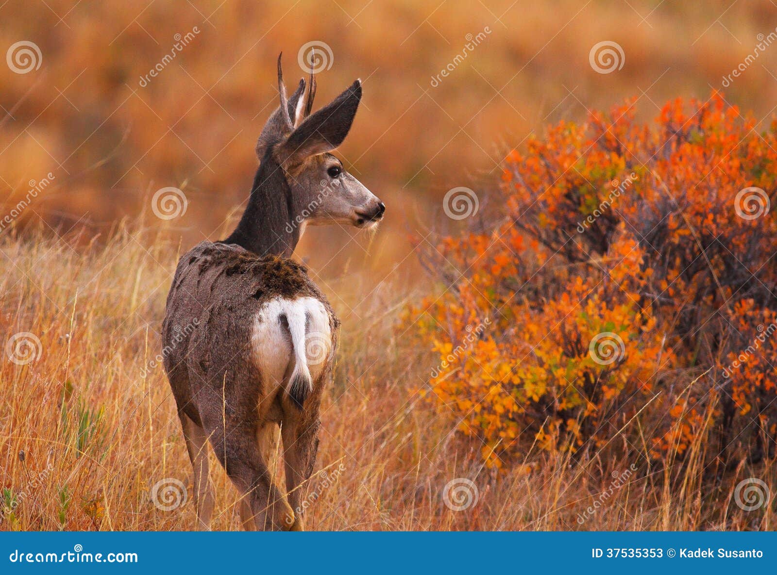 Deer in the autumn colors stock image. Image of clearing - 37535353