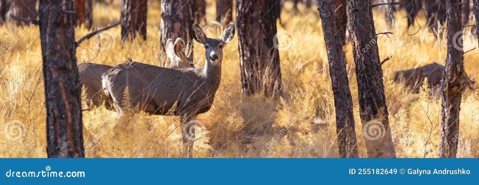 Deer in autumn forest stock image. Image of mammal, dusk - 255182649