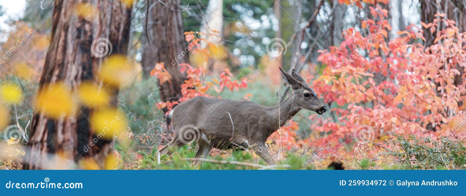 Deer in autumn forest stock photo. Image of travel, deer - 259934972