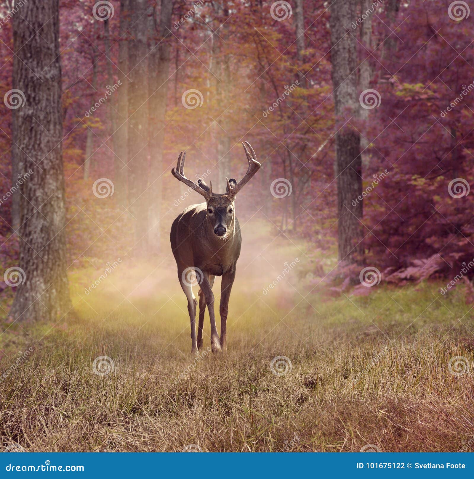 Deer in autumn forest stock photo. Image of mammal, wild - 101675122