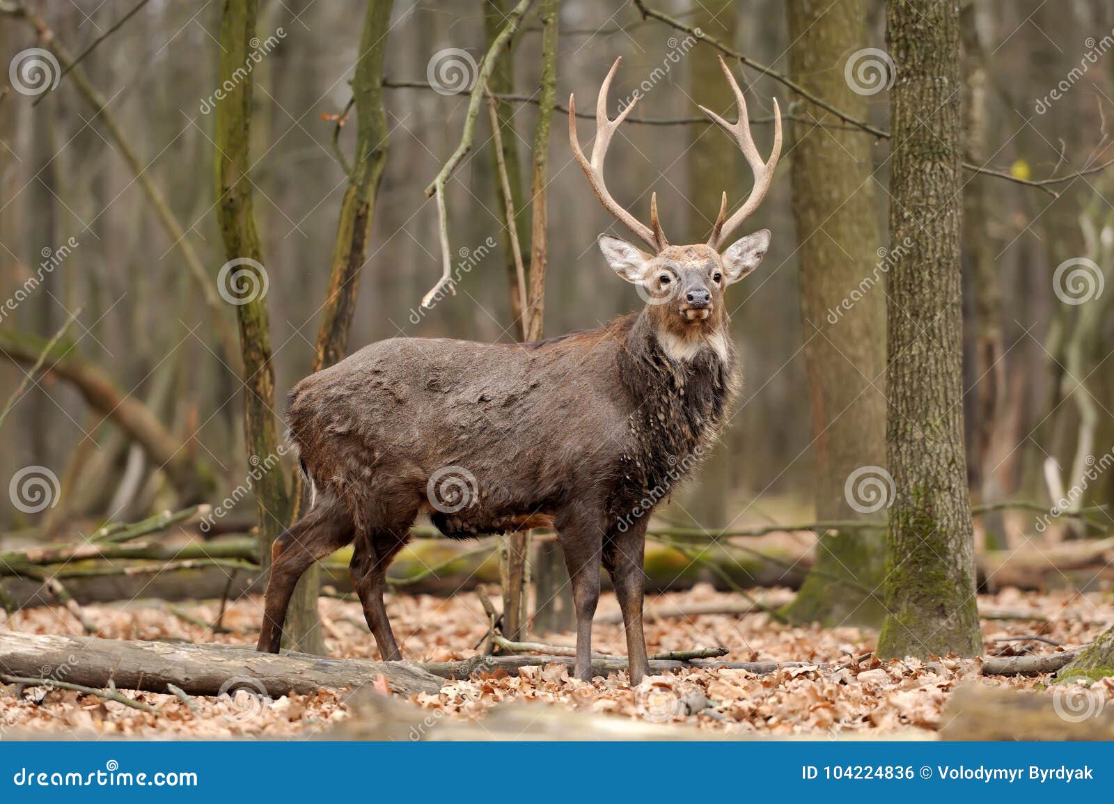 Deer in autumn forest stock photo. Image of fall, colorful - 104224836
