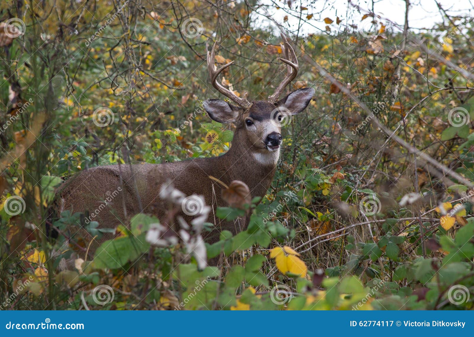 Deer in autumn forest stock image. Image of animal, male - 62774117