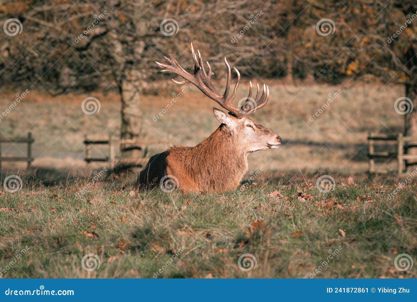 A Deer in Autumn S Tatton Park Stock Image - Image of herd, wildlife ...