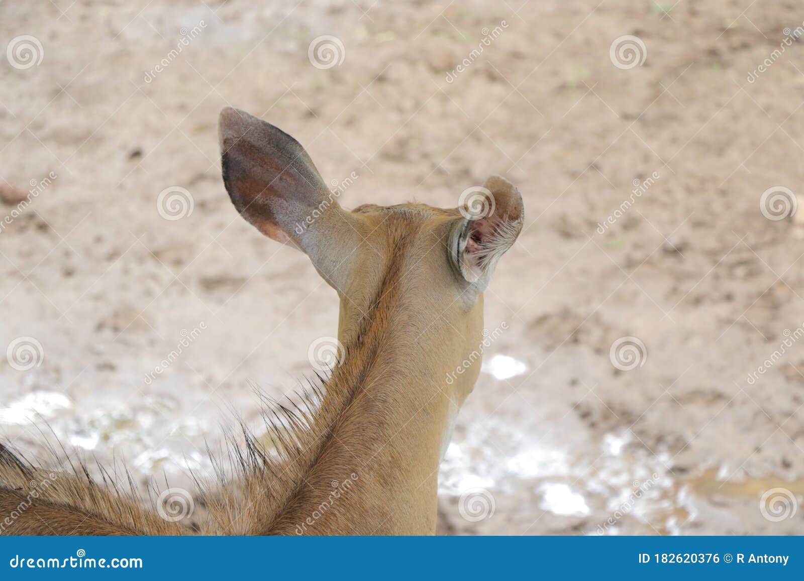 A deer from back head view stock photo. Image of carnivore - 182620376