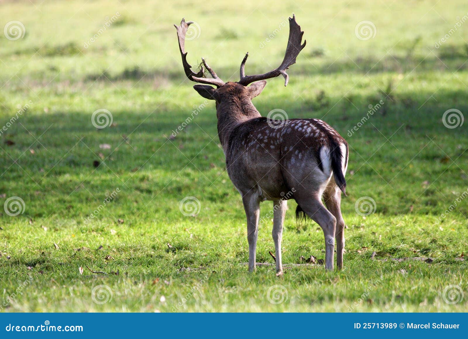 Deer backside stock image. Image of horns, grazing, reindeer - 25713989