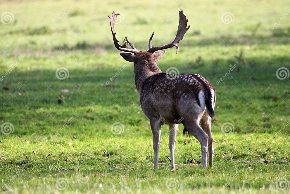 Deer backside stock image. Image of horns, grazing, reindeer - 25713989