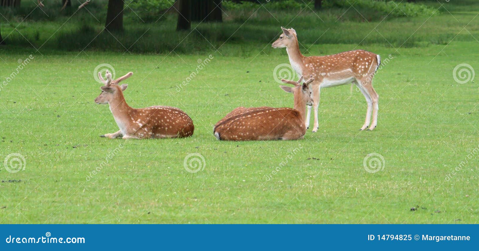 Deer Banner with Copy Space Stock Image - Image of male, wildlife: 14794825