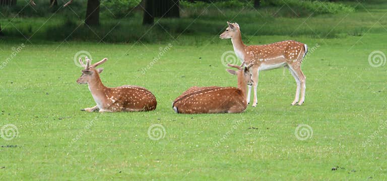 Deer Banner with Copy Space Stock Image - Image of male, wildlife: 14794825