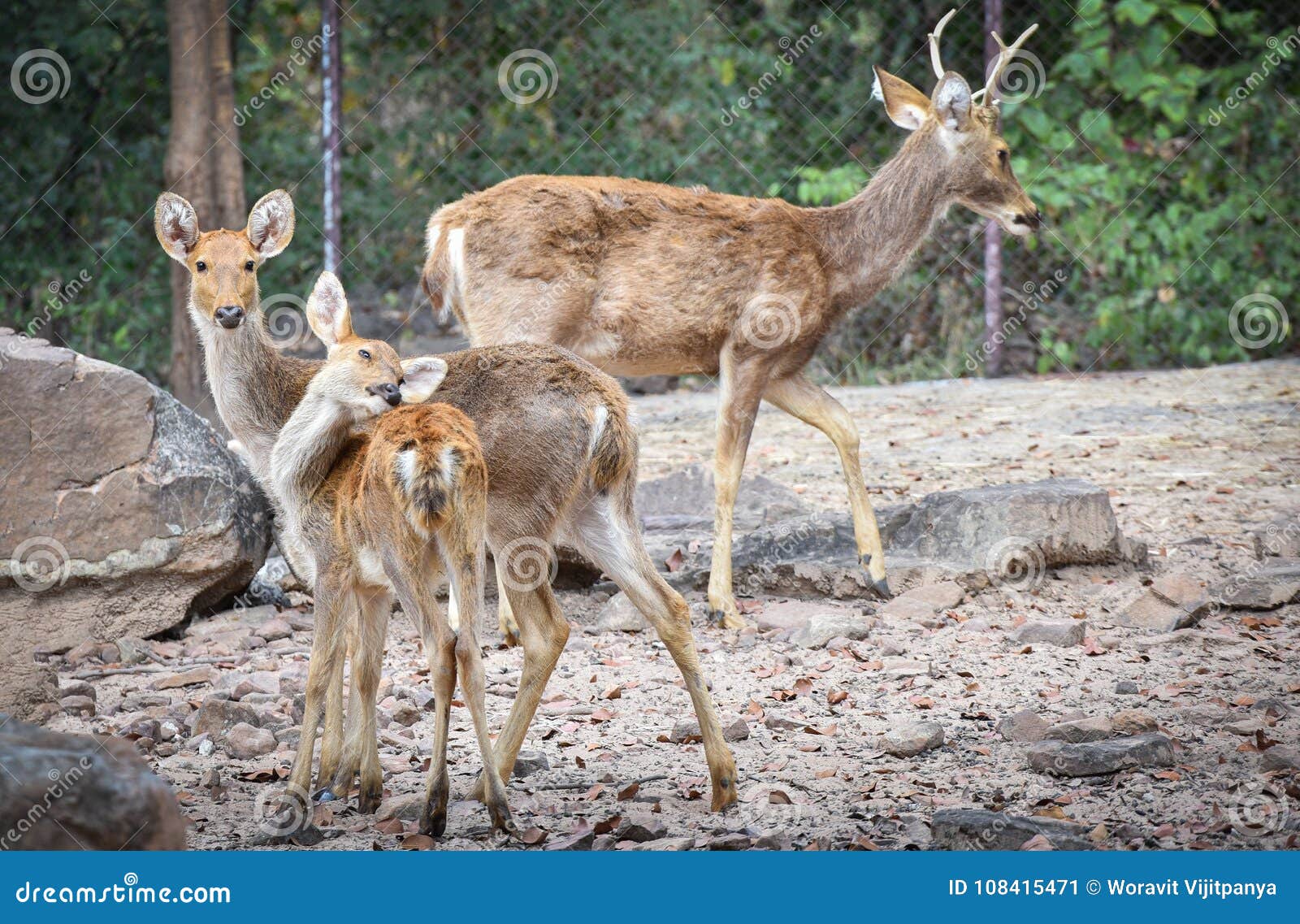 Deer Barasingha stock image. Image of stare, tourism - 108415471