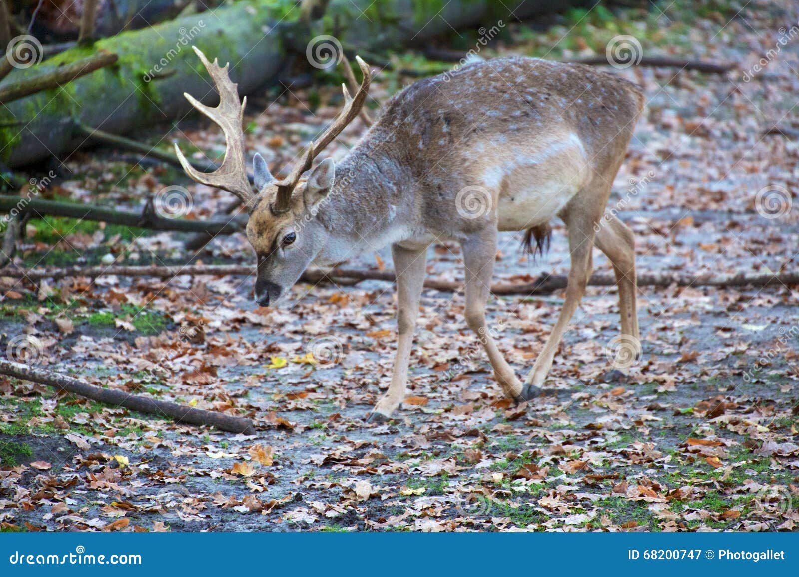Deer at the Bavarian Forest National Park Stock Image - Image of park ...